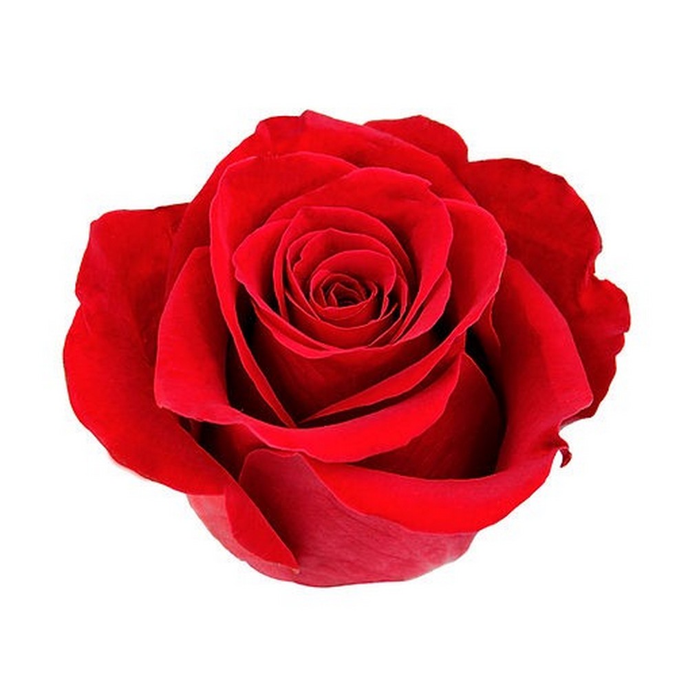 Fresh Cut Red Roses - Express Love and Passion | North American ...