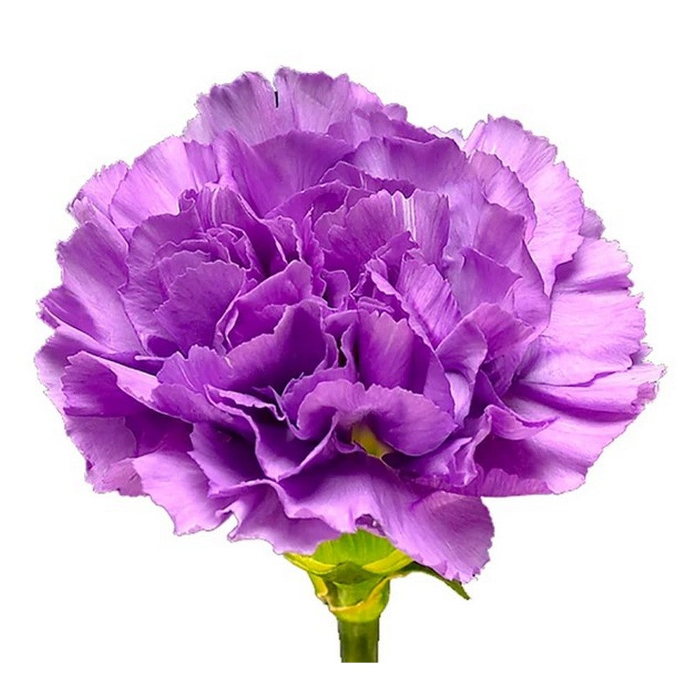 MOON CARNS (/stem) – North American Wholesale Florist, Inc.