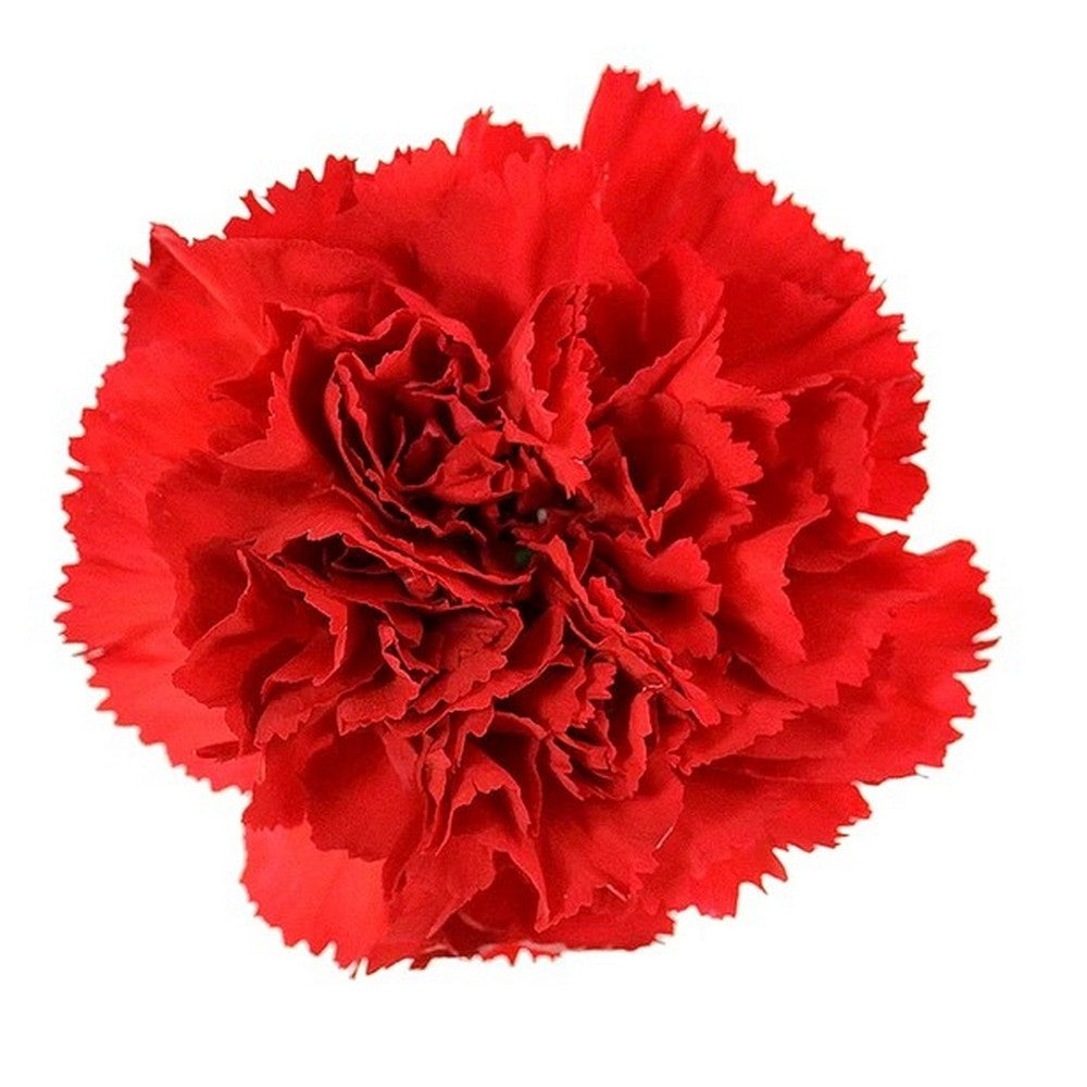 CARNS - RED – North American Wholesale Florist, Inc.