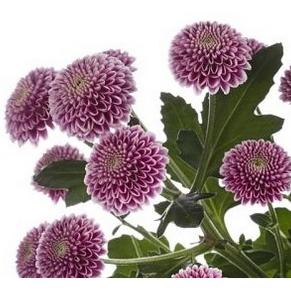 Fresh Cut Poms – North American Wholesale Florist, Inc.