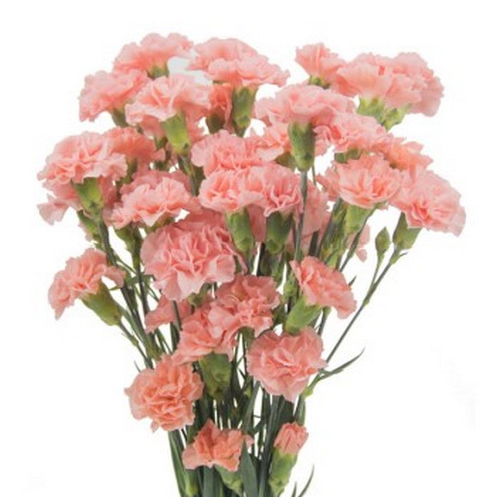 MINI CARNS - LIGHT PINK – North American Wholesale Florist, Inc.