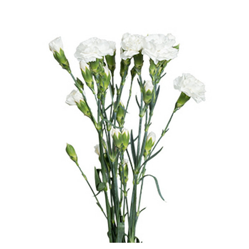 Fresh Cut Mini Carnations | North American Wholesale Florist Inc ...
