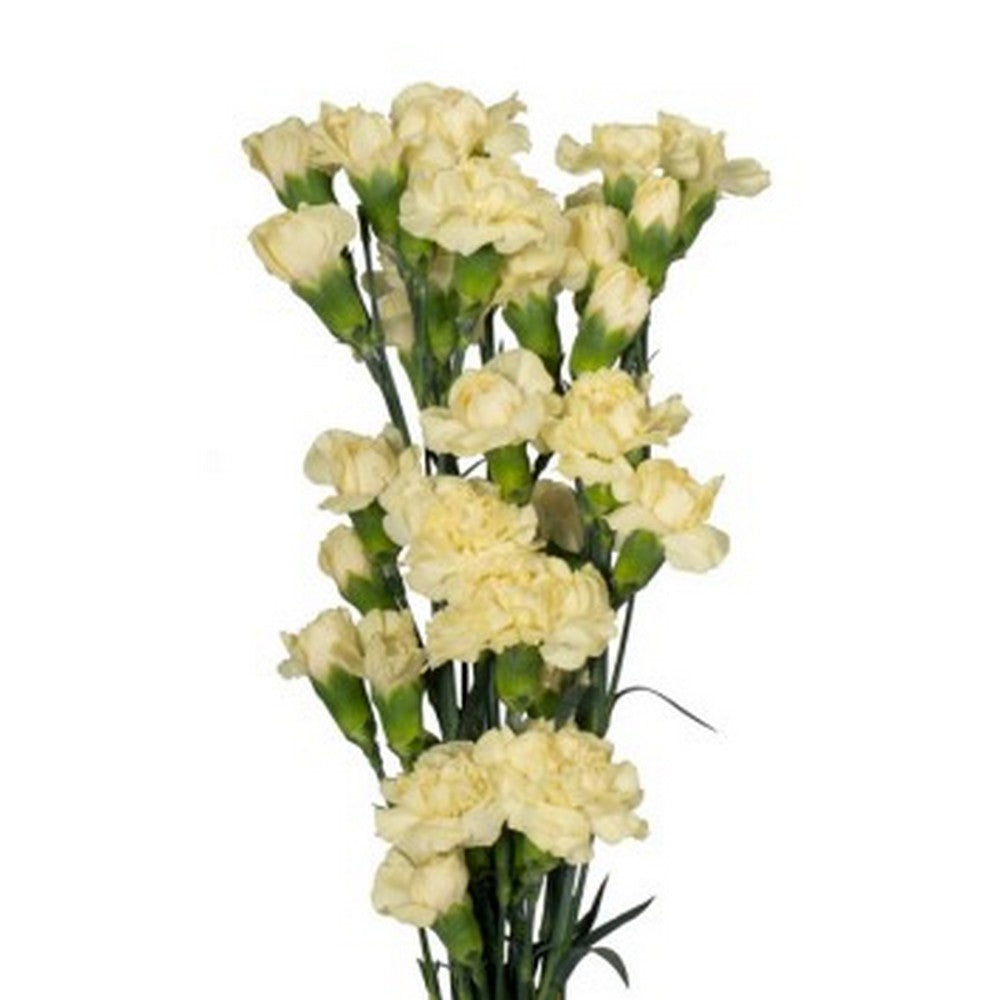 MINI CARN - YELLOW – North American Wholesale Florist, Inc.