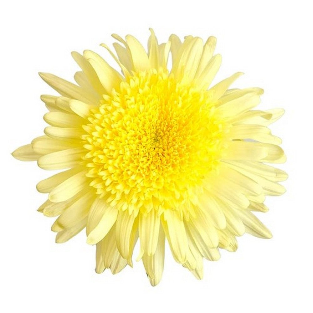 CREMON/DISBUD - YELLOW – North American Wholesale Florist, Inc.