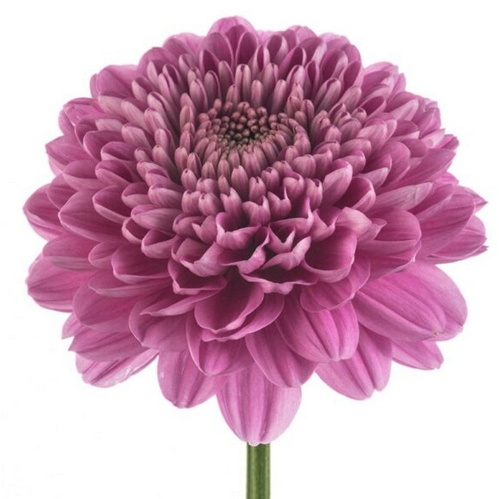 DISBUDS - BUTTONS(5 ST/BU) – North American Wholesale Florist, Inc.