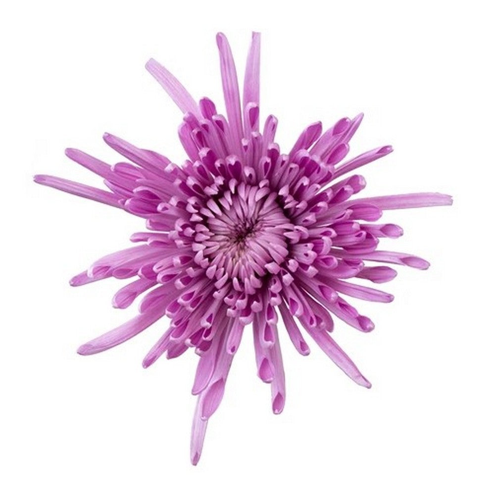 ANASTASIA/DELISTAR - LAVENDER – North American Wholesale Florist, Inc.