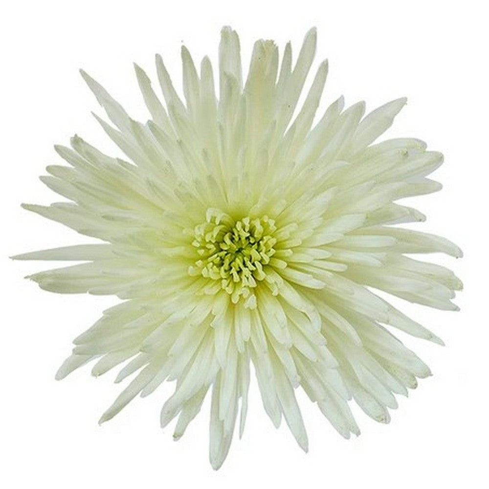 ANASTASIA/DELISTAR - WHITE – North American Wholesale Florist, Inc.