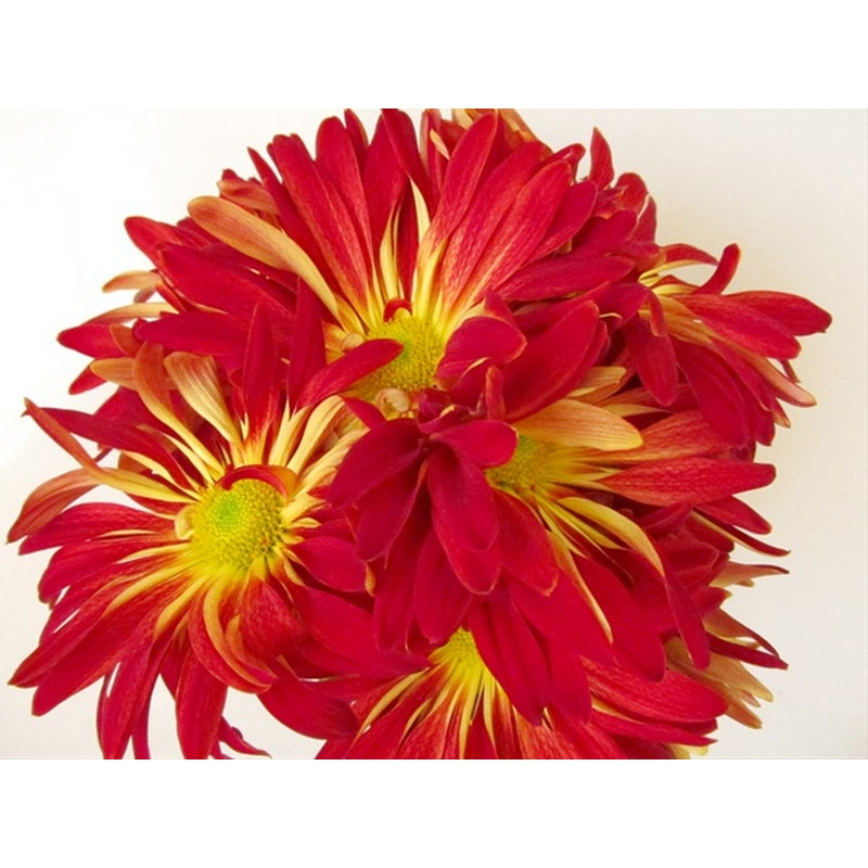 DISBUD - MORGAN – North American Wholesale Florist, Inc.