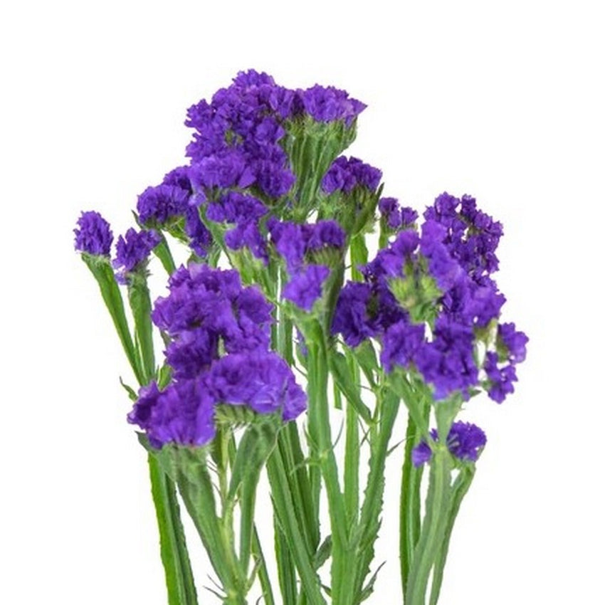 Fresh Cut Fillers – North American Wholesale Florist, Inc.