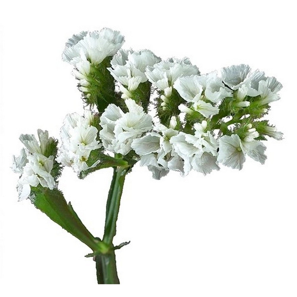 Fresh Cut Fillers – North American Wholesale Florist, Inc.