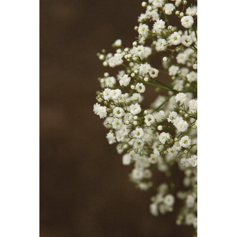 EXCELLENCE GYP – North American Wholesale Florist, Inc.