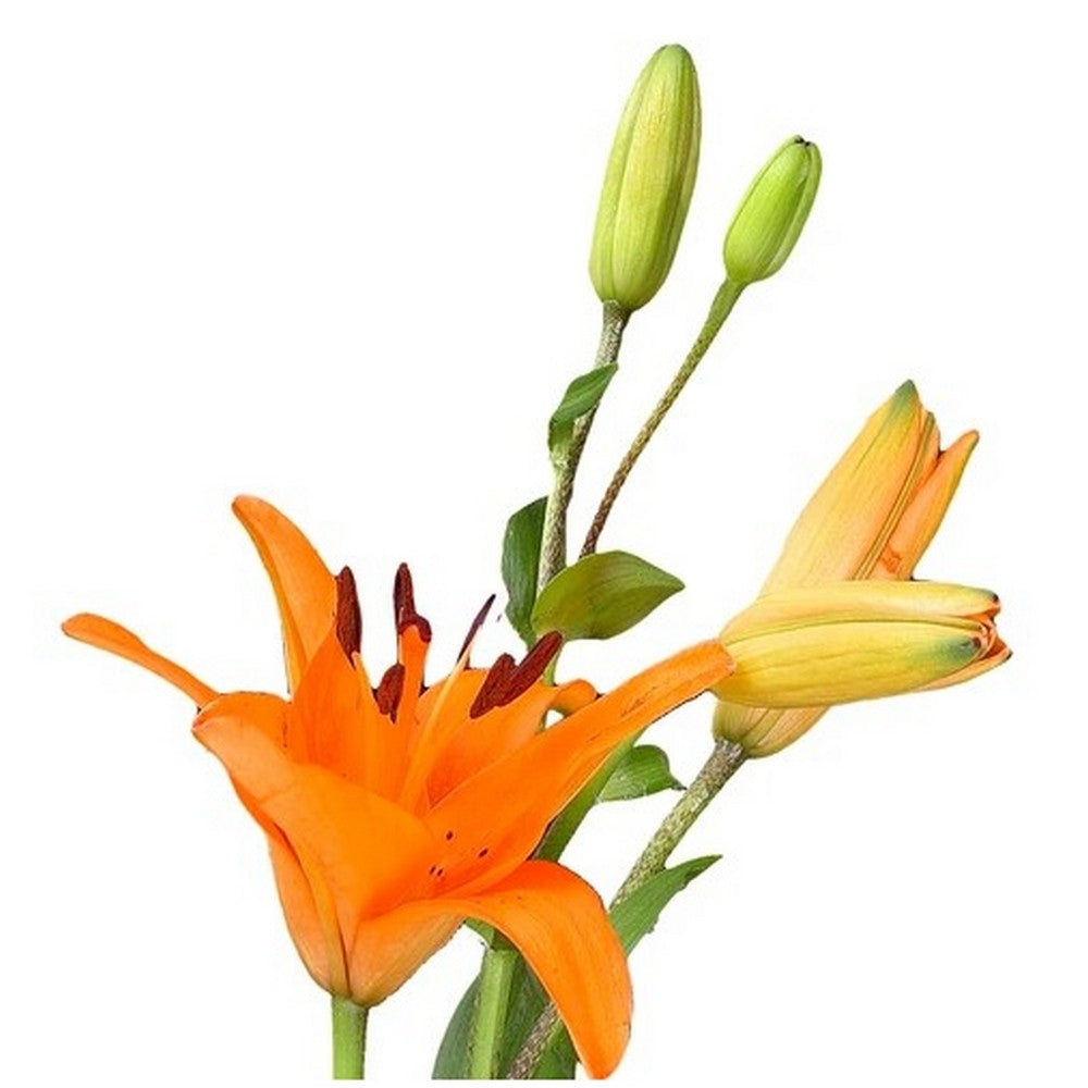 Fresh Cut Lilies – North American Wholesale Florist, Inc.