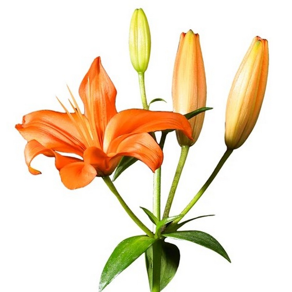 Fresh Cut Lilies – North American Wholesale Florist, Inc.