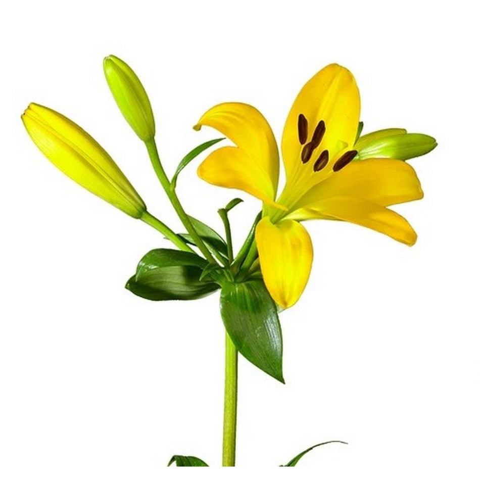 Fresh Cut Lilies – North American Wholesale Florist, Inc.