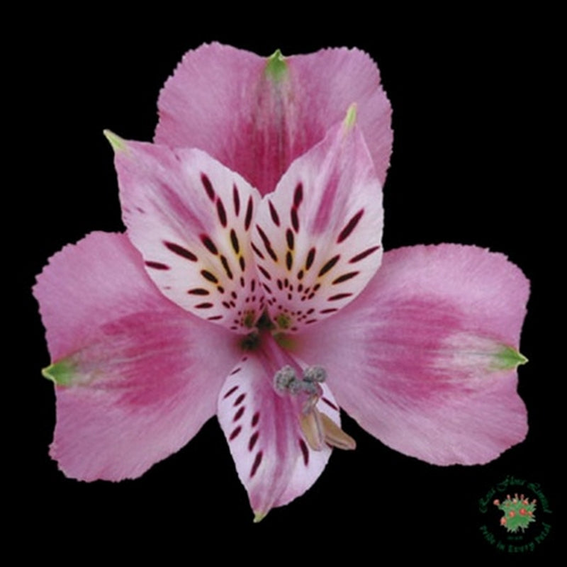 ALSTRO-LAVENDER – North American Wholesale Florist, Inc.