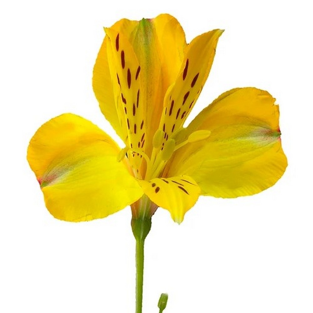 ALSTRO - YELLOW – North American Wholesale Florist, Inc.