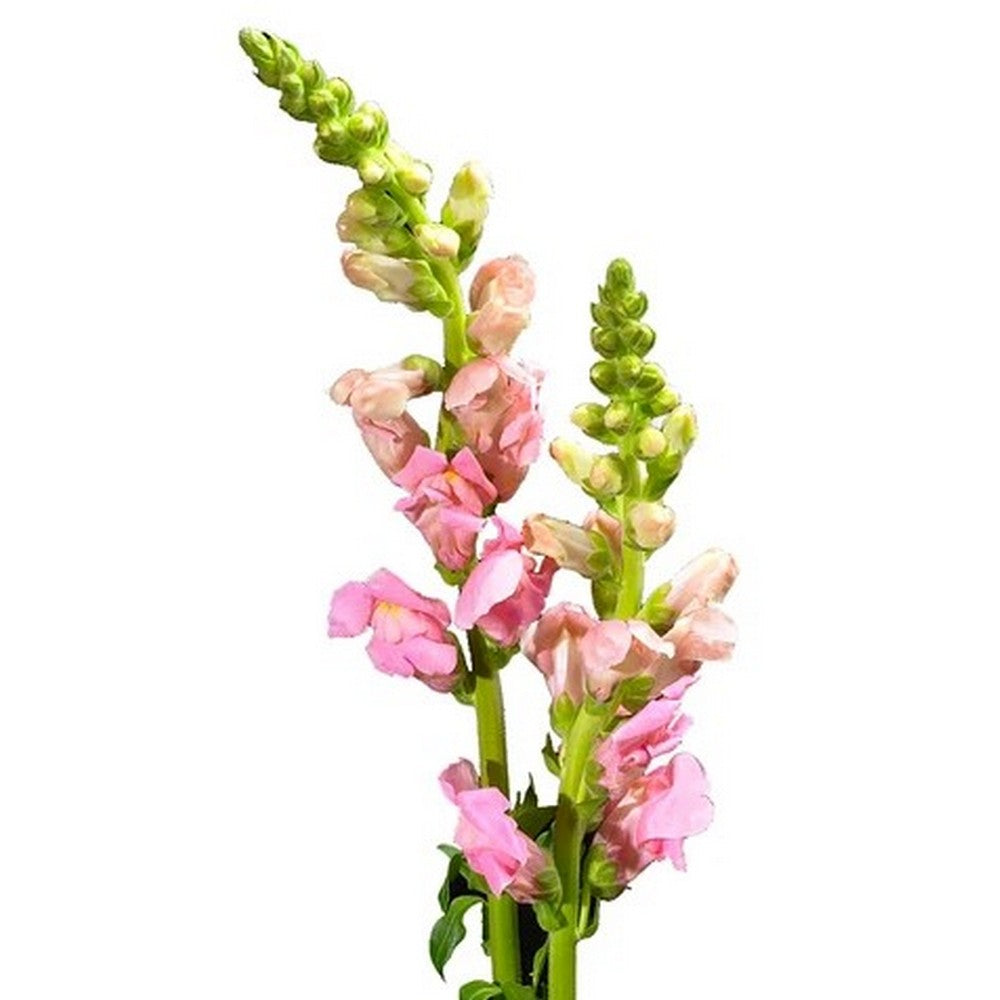 SNAPDRAGONS - ASSORTED **SPECIAL** – North American Wholesale Florist, Inc.