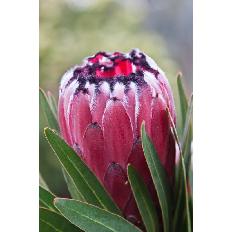 Fresh Cut Tropicals – North American Wholesale Florist, Inc.