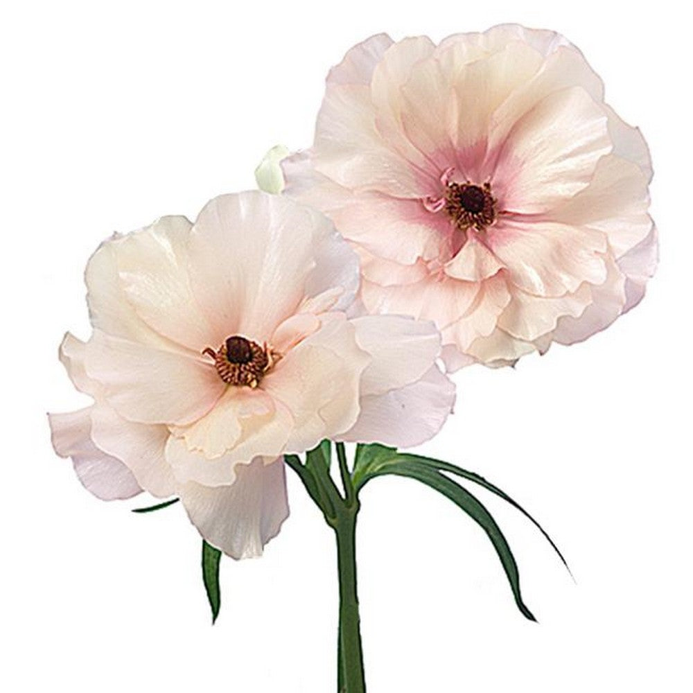 BUTTERFLY RANUNCULUS – North American Wholesale Florist, Inc.