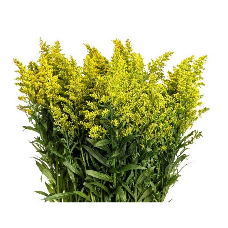 Fresh Cut Fillers – North American Wholesale Florist, Inc.