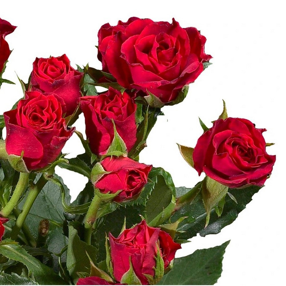 SPRAY ROSE - RED – North American Wholesale Florist, Inc.