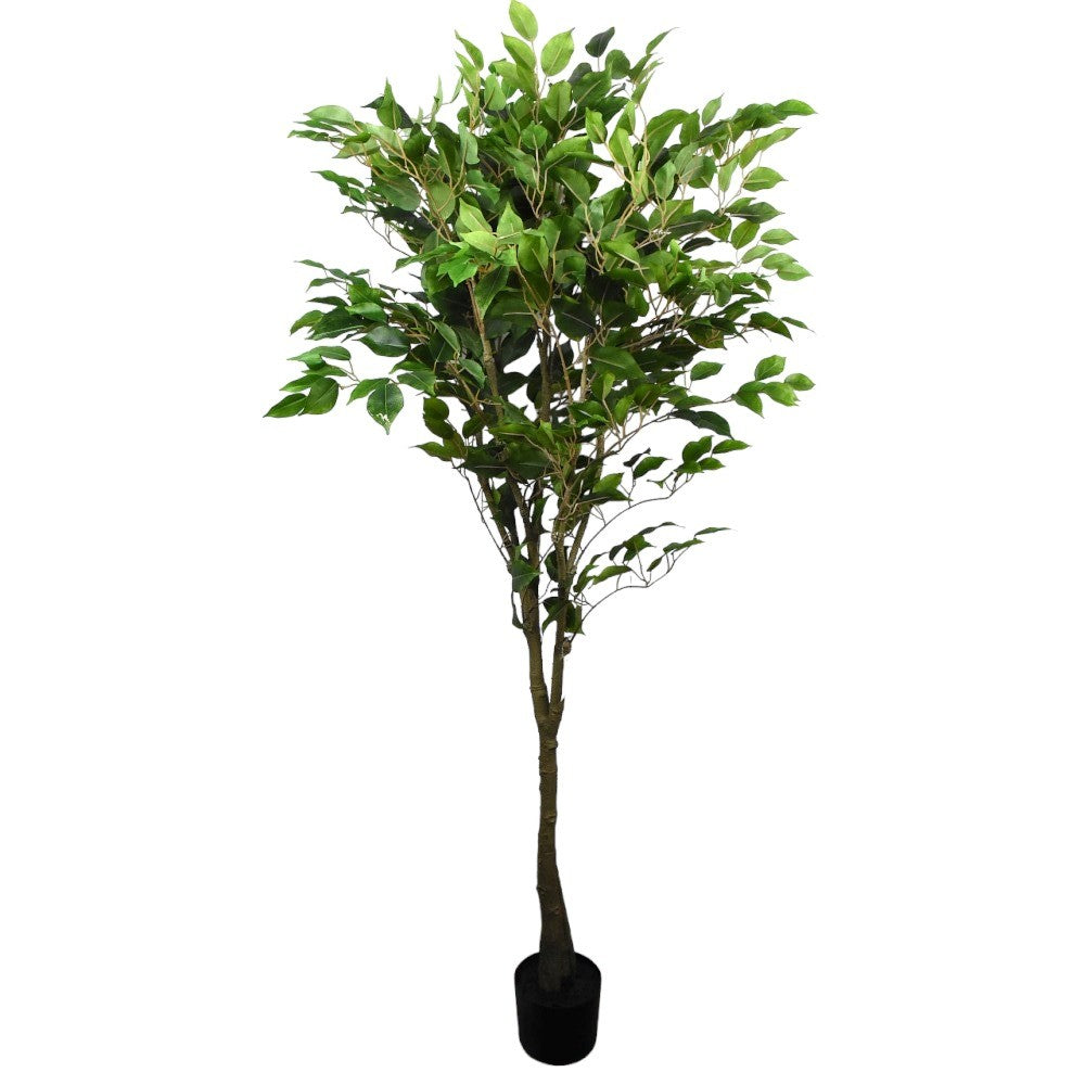 5' POTTED FICUS TREE/ GREEN – North American Wholesale Florist, Inc.