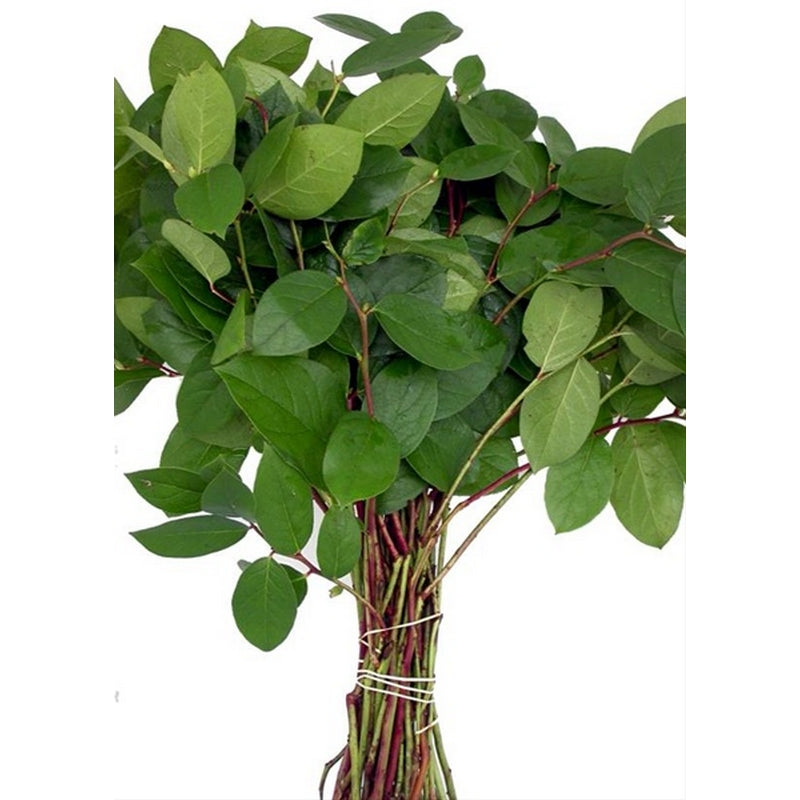 Fresh Cut Greens-Foliage – North American Wholesale Florist, Inc.