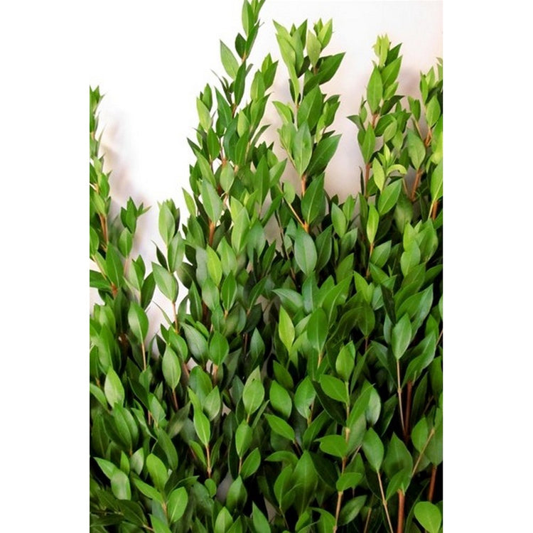 Fresh Cut Greens-Foliage – North American Wholesale Florist, Inc.