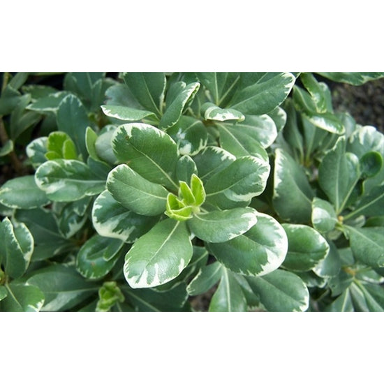 Fresh Cut Greens-Foliage – North American Wholesale Florist, Inc.