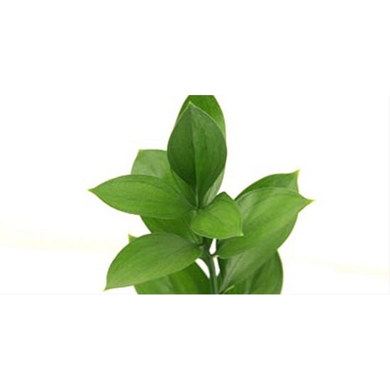 Fresh Cut Greens-Foliage – North American Wholesale Florist, Inc.