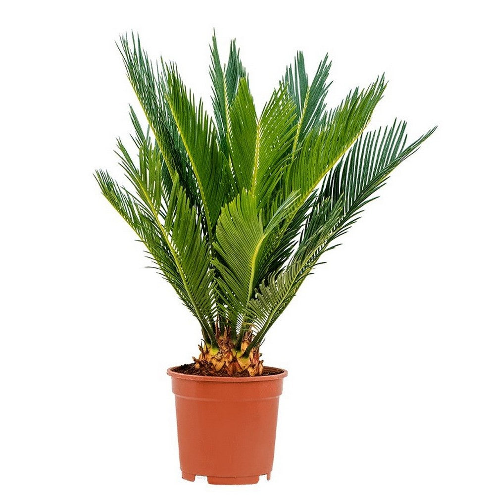 6" SAGO PALM – North American Wholesale Florist, Inc.